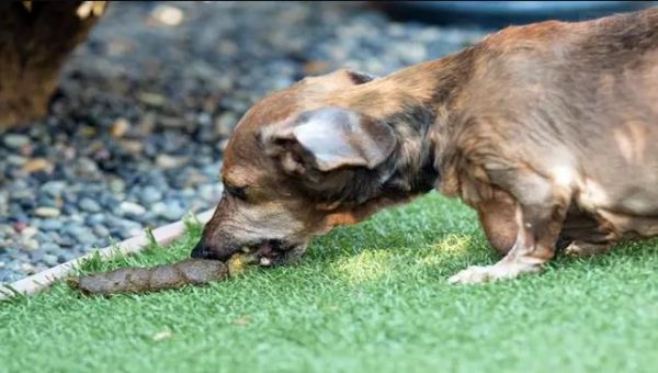 ¿SABIAS QUE ES LA COPROFAGIA? - Biodog