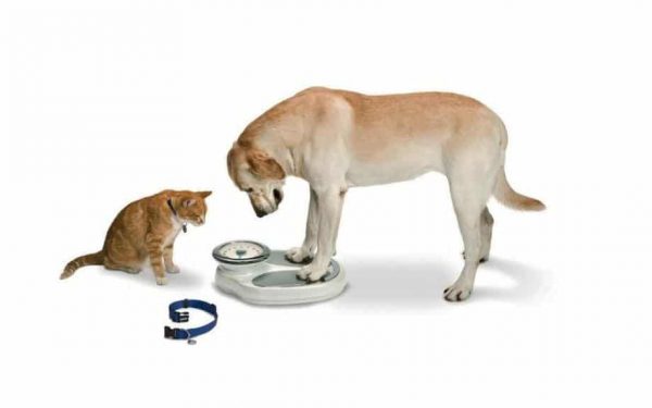 OBESIDAD O ANOREXIA EN LOS PERROS - Biodog