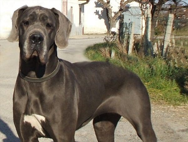 DOGO ALEMAN - Biodog